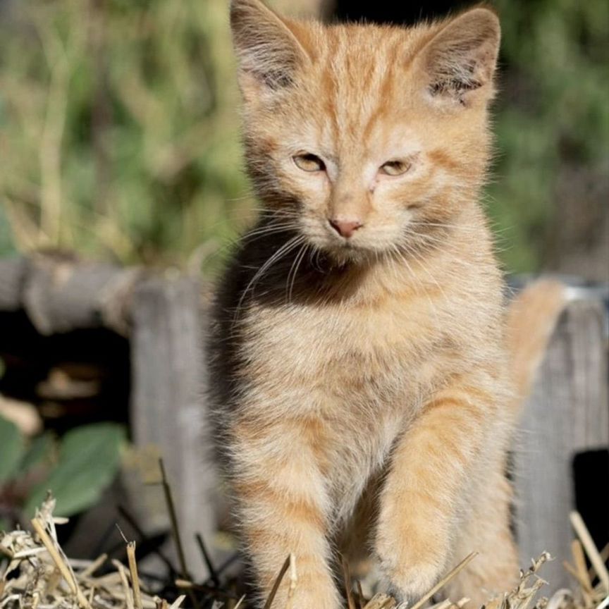 Котенок Лео на счастье и удачу