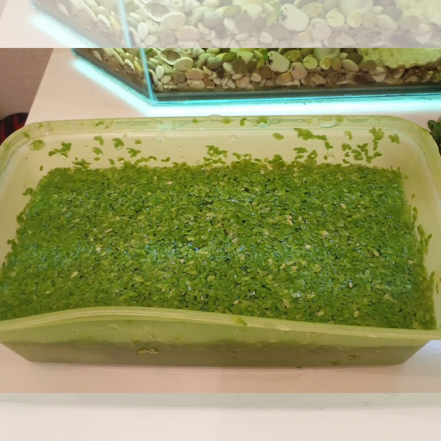 Ряска для аквариума прополка