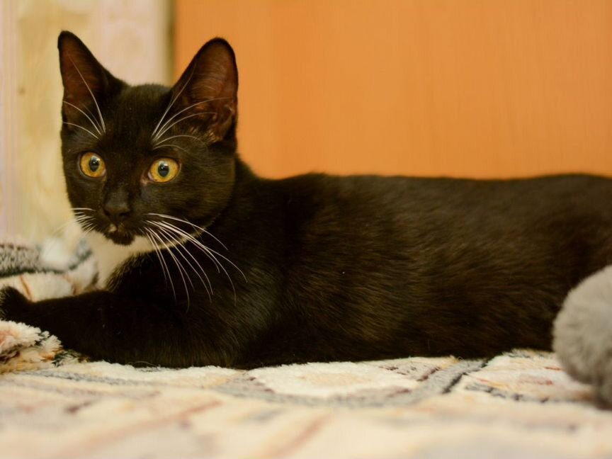 Марсель,очень ласковая киска,5 мес