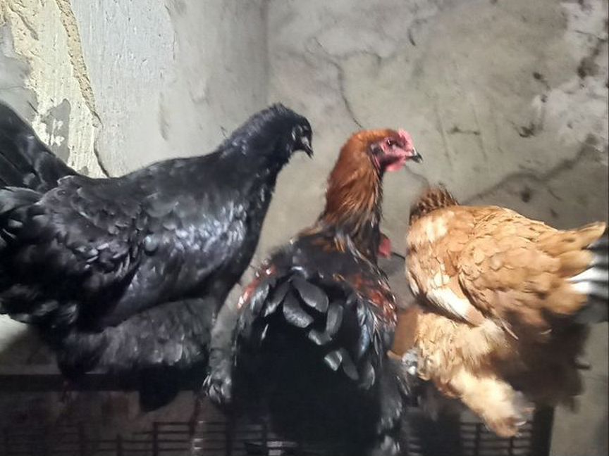 Циплята брама под заказ, в наличие нет