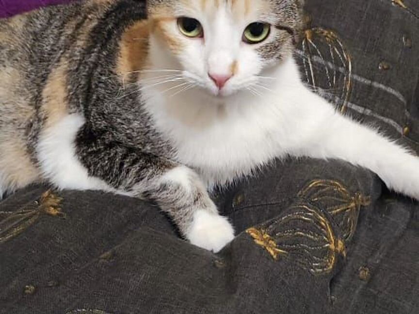 Кошечка Элли (из приюта)