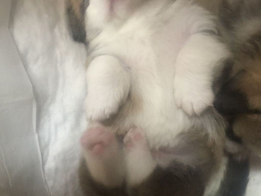 Щенки Вельш Корги Пемброк РКФ