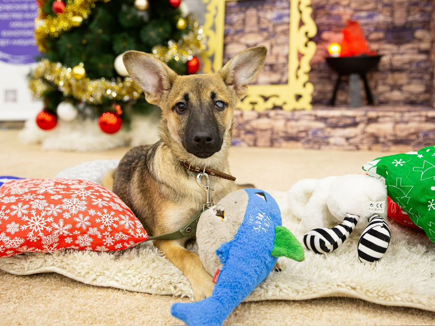 Собака девочка