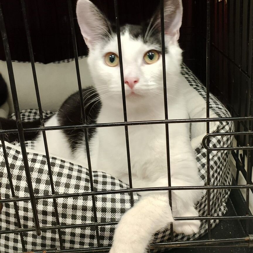 Это ваш котик заберите его домой