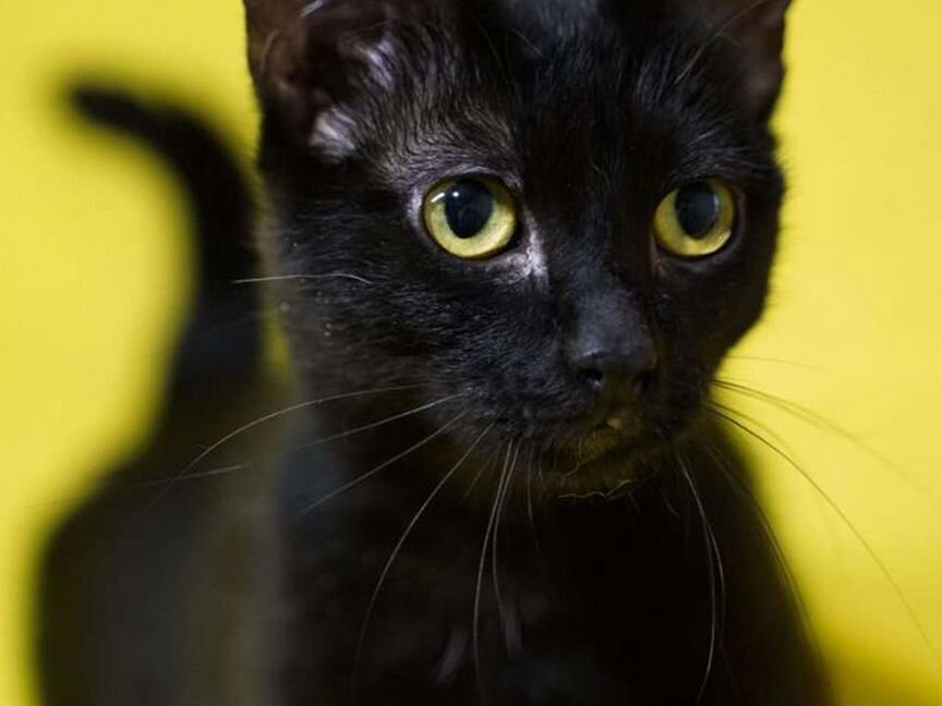 Изящная кошка Мартина