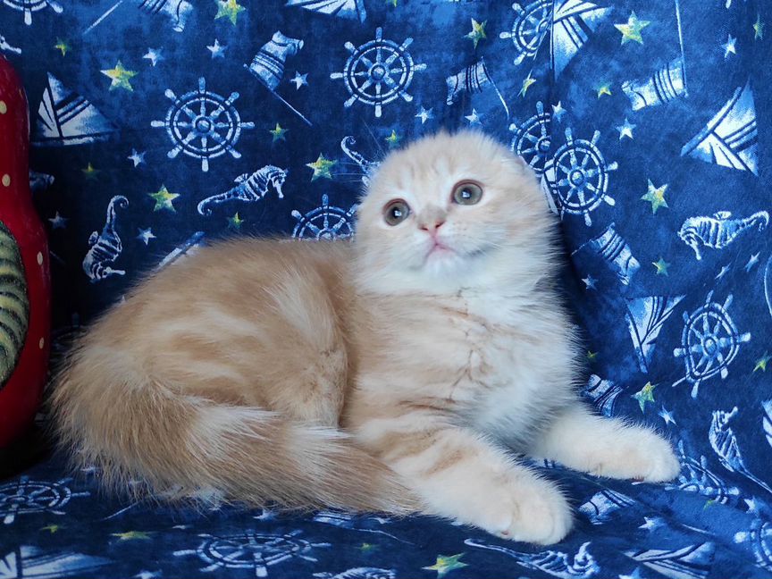 Шотландская Жемчужинка