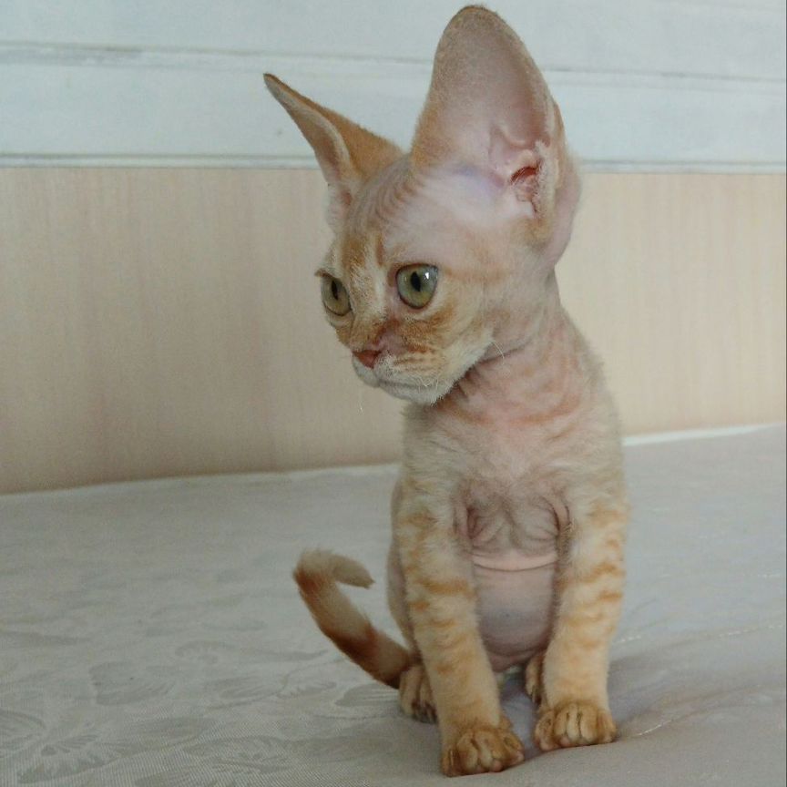 Котята девон-рекс мальчики