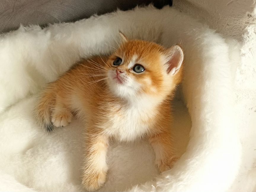 Золотая шиншилла