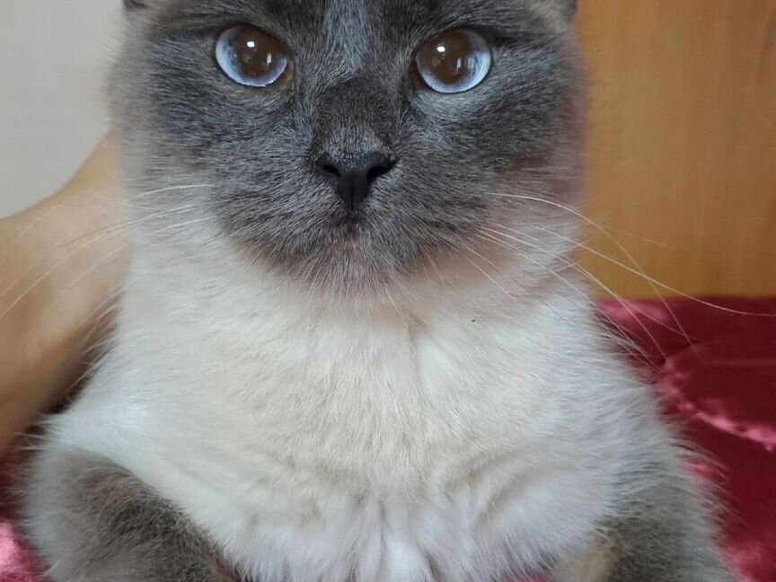 Кот