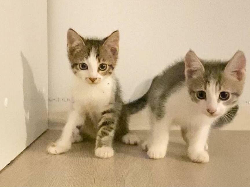 Котята с доплатой