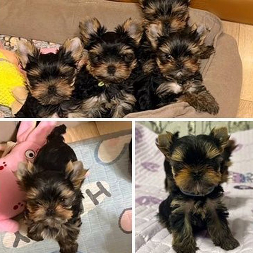 Йоркширский терьер, щенок