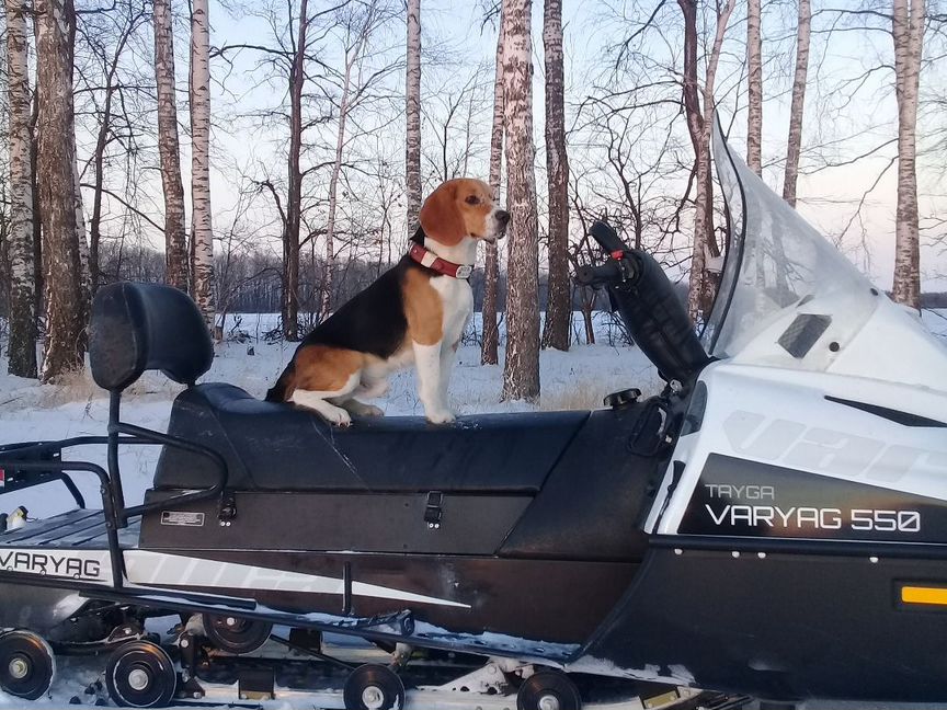 Собака породы бигль