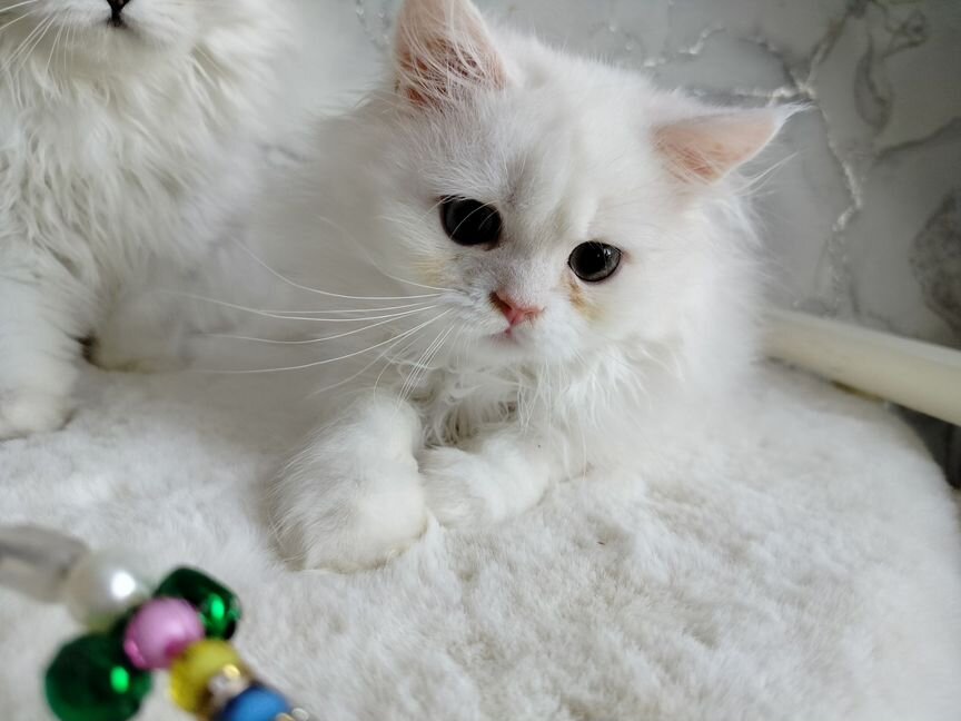Розовая шиншилла котик