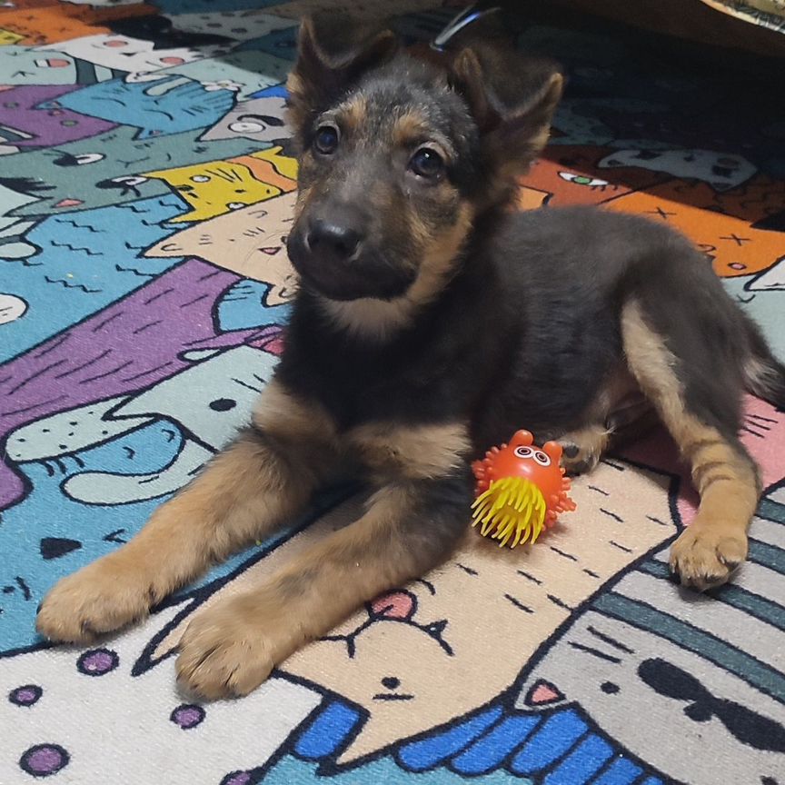 Щенок в добрые руки