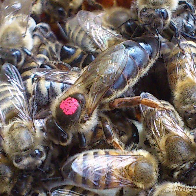 Пчеломатки карпатка 2023