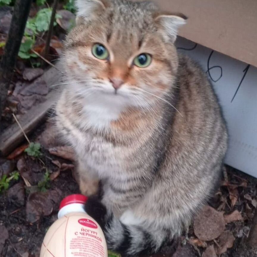 Шотландская вислоухая длинношёрстная кошка, взрослая