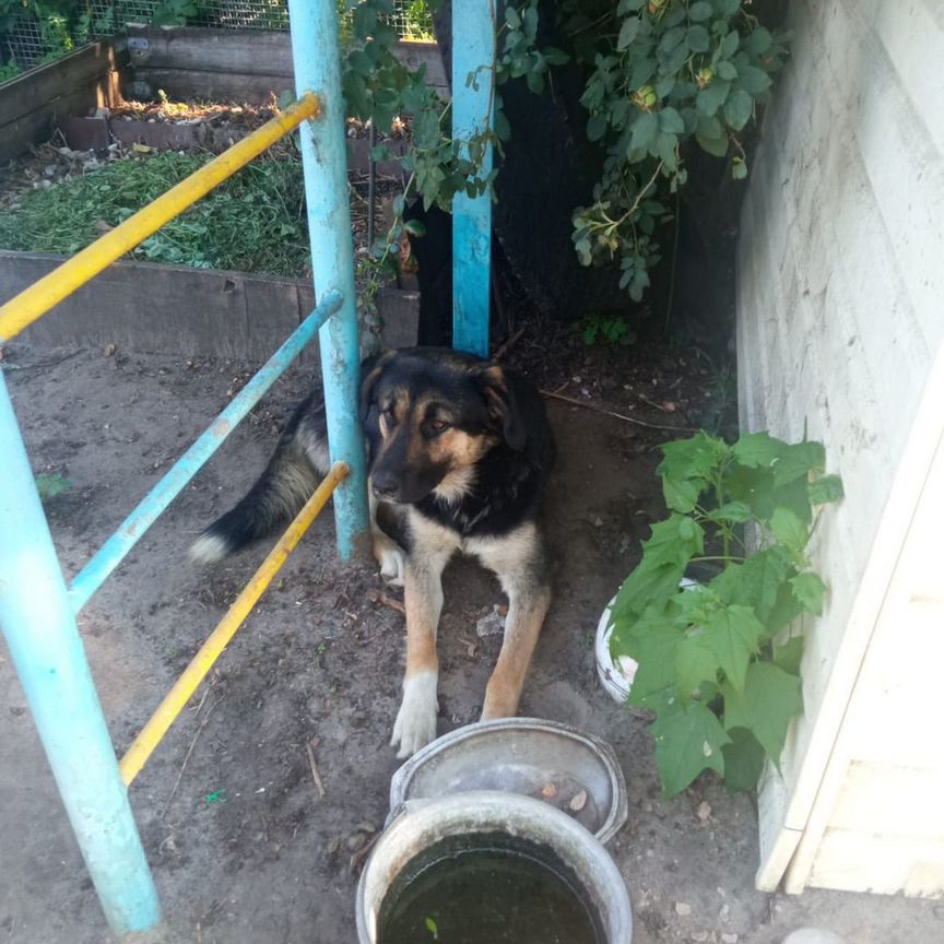 Собаку хотят усыпить