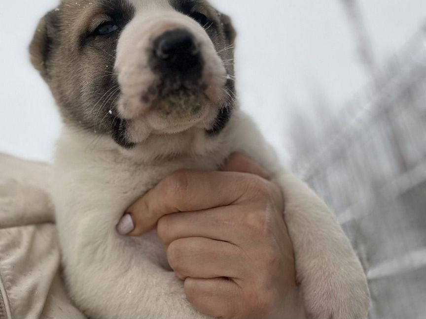 Крупный тяжелый щенок Алабая, 1 иес. Кобель