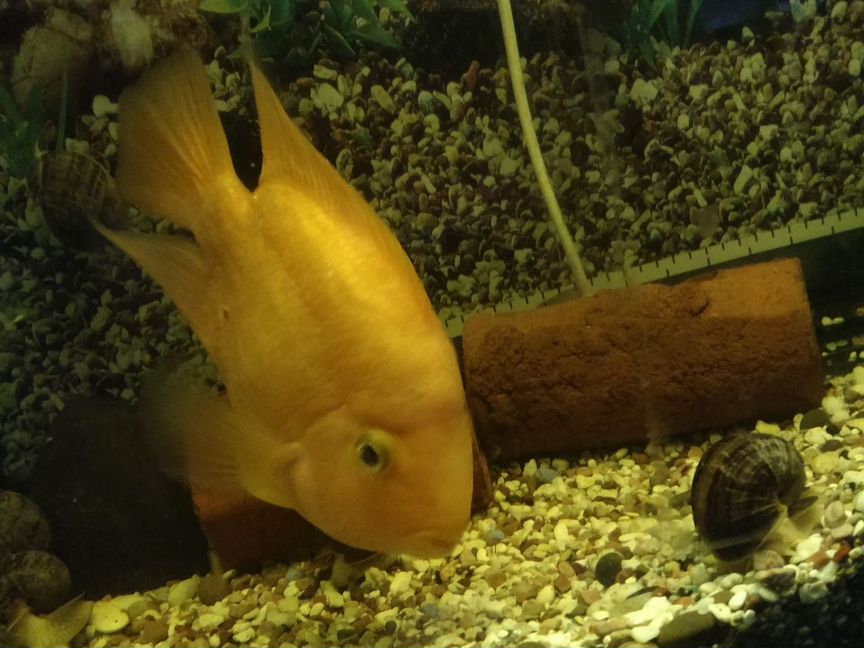 Рыбка попугай