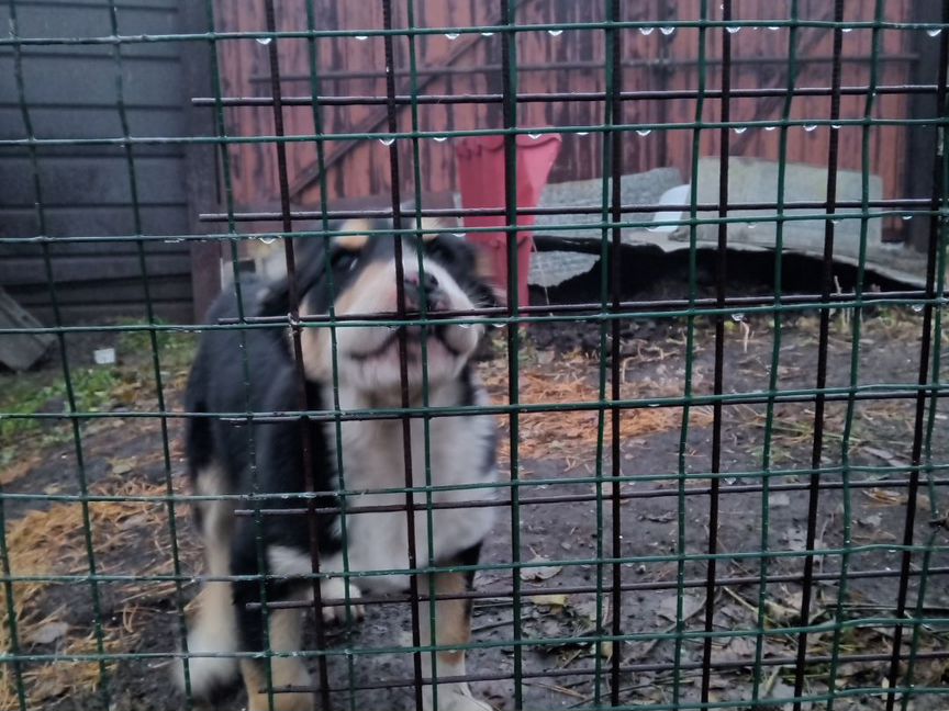 Щенок среднеазиатской овчарки