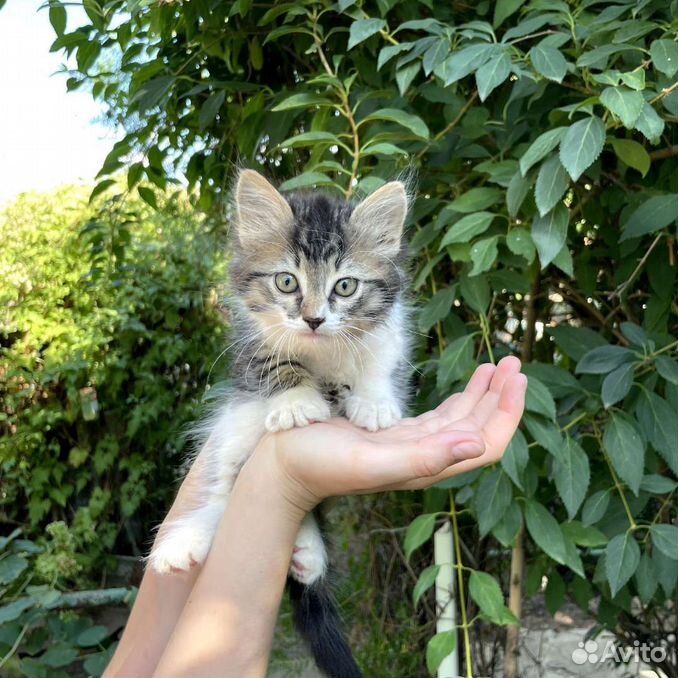 Котята породистые бесплатно