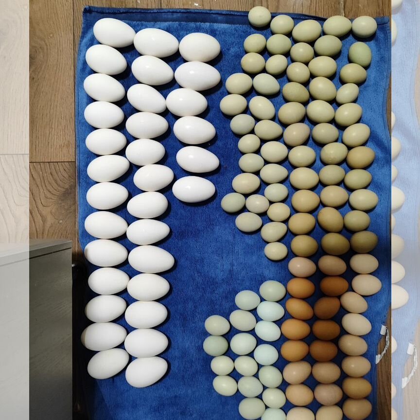 Яйцо кур породы Лакендази и Ухейлюй инкубационное