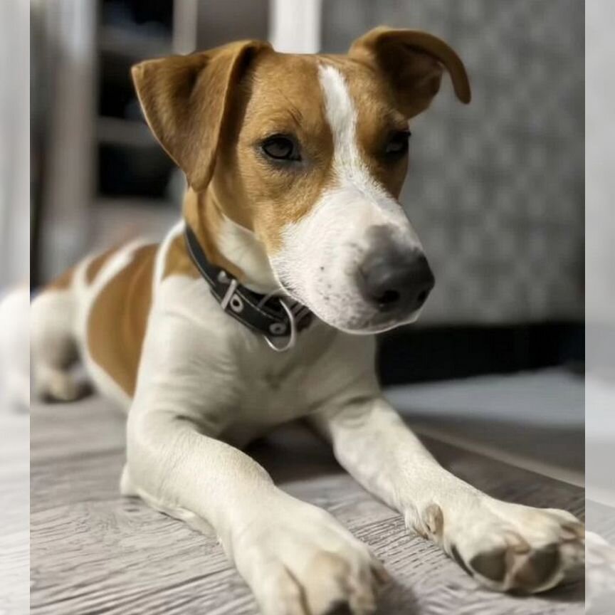 Джек-рассел-терьер, вязка