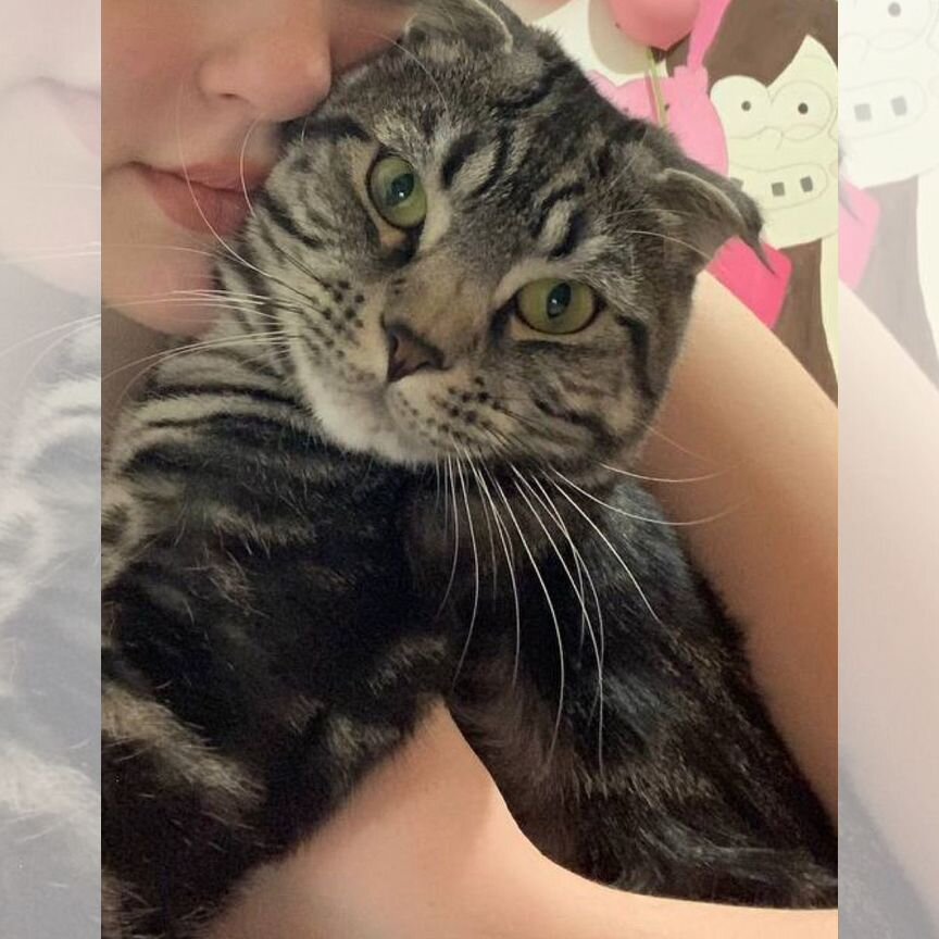 Британский вислоухий кот