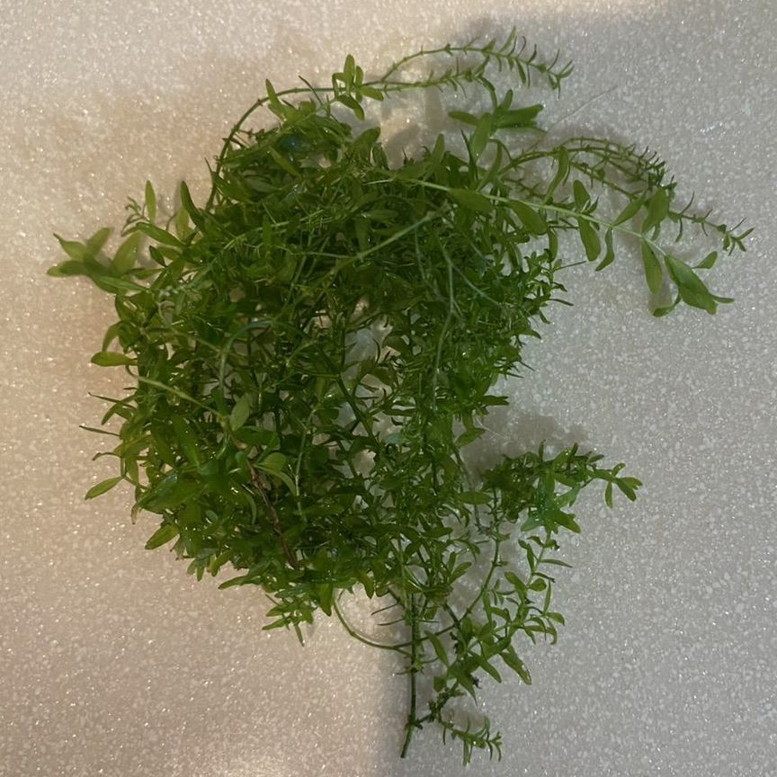 Аквариумные растения