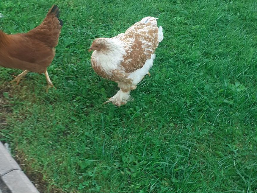 Петухи и курицы