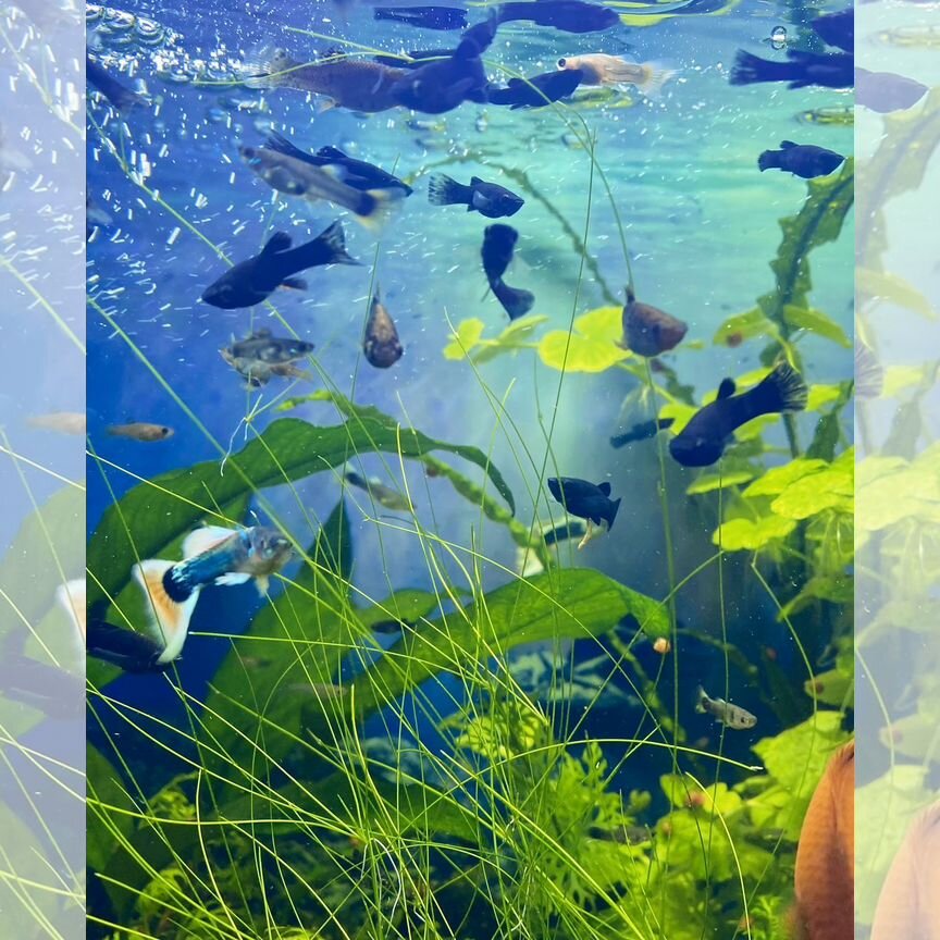 Моллинезия подростки