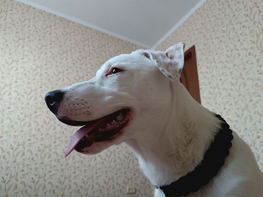 Американский стаффордширский терьер