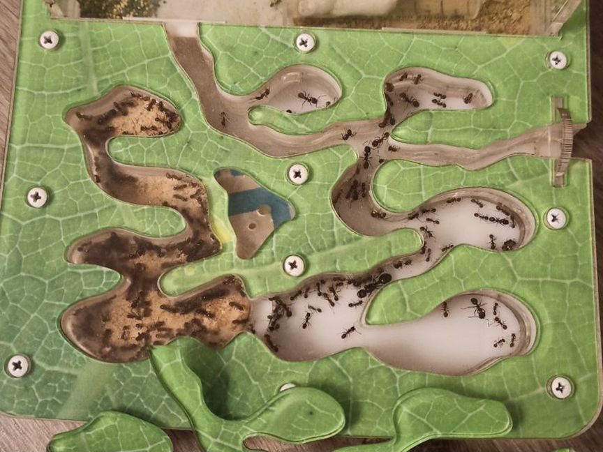 Продаю муравьиную ферму с муравьями жнецами