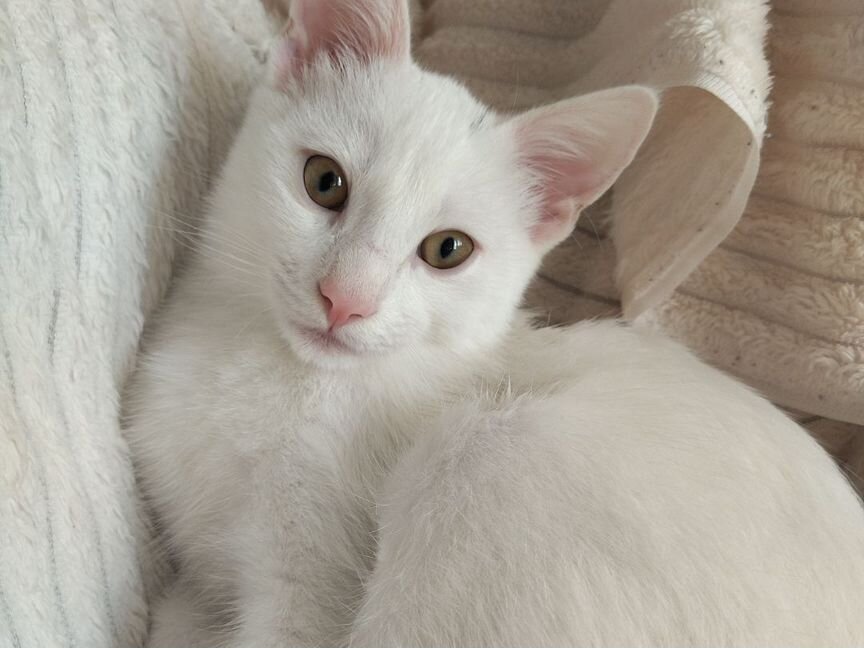 Турецкая ангора