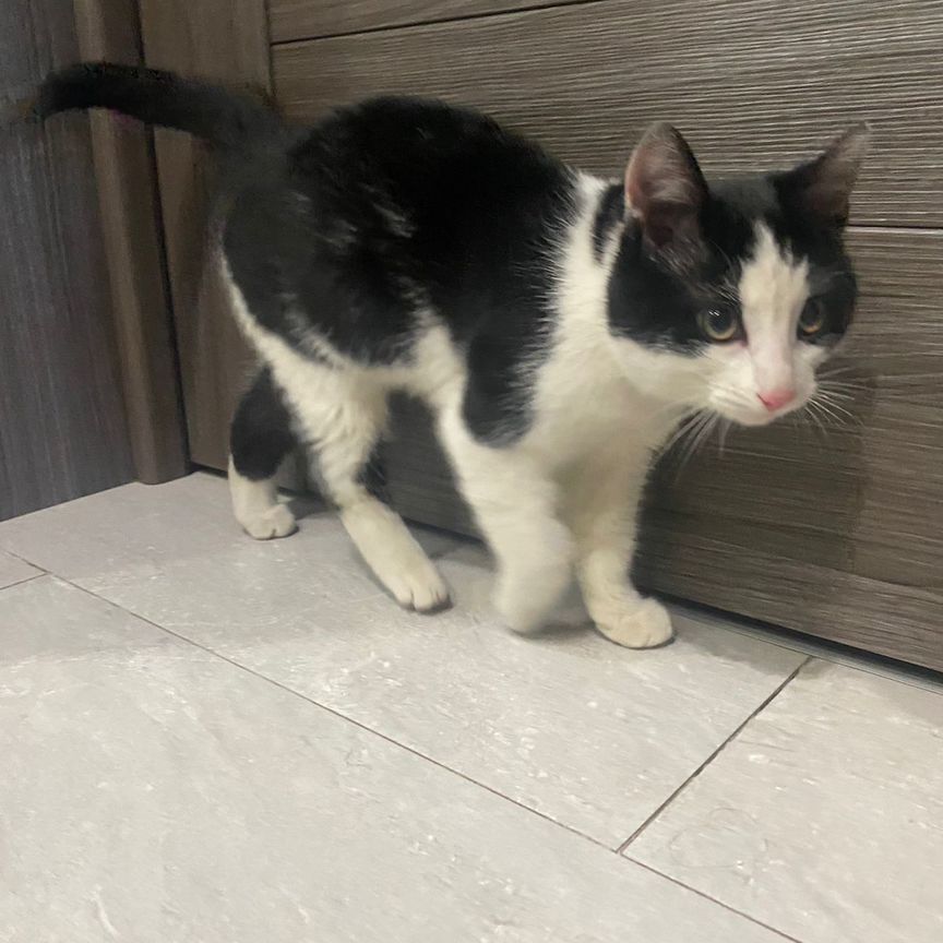 Котик 4 месяца