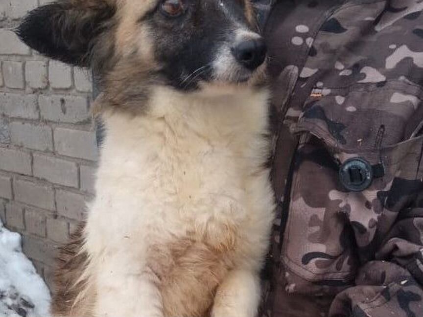 Маленький кобель в хорошую семью бесплатно