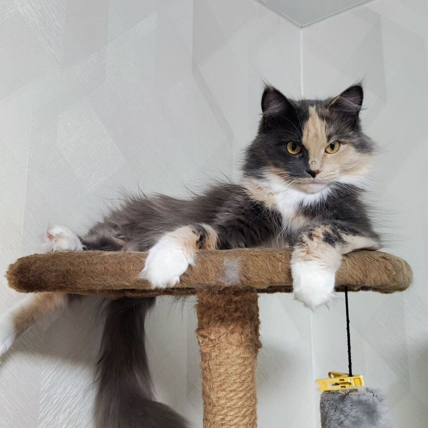 Взрослая, кошка в добрые руки