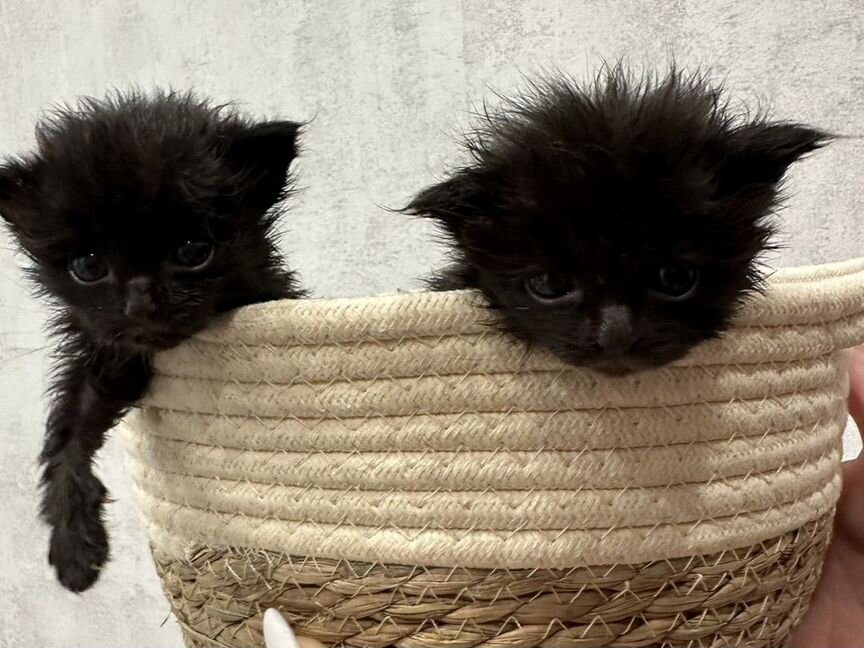 6 котят в добрые руки бесплатно