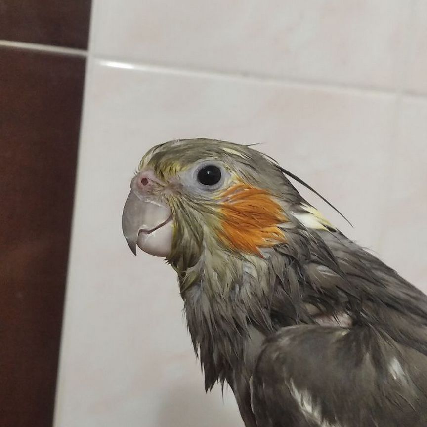 Попугай корелла