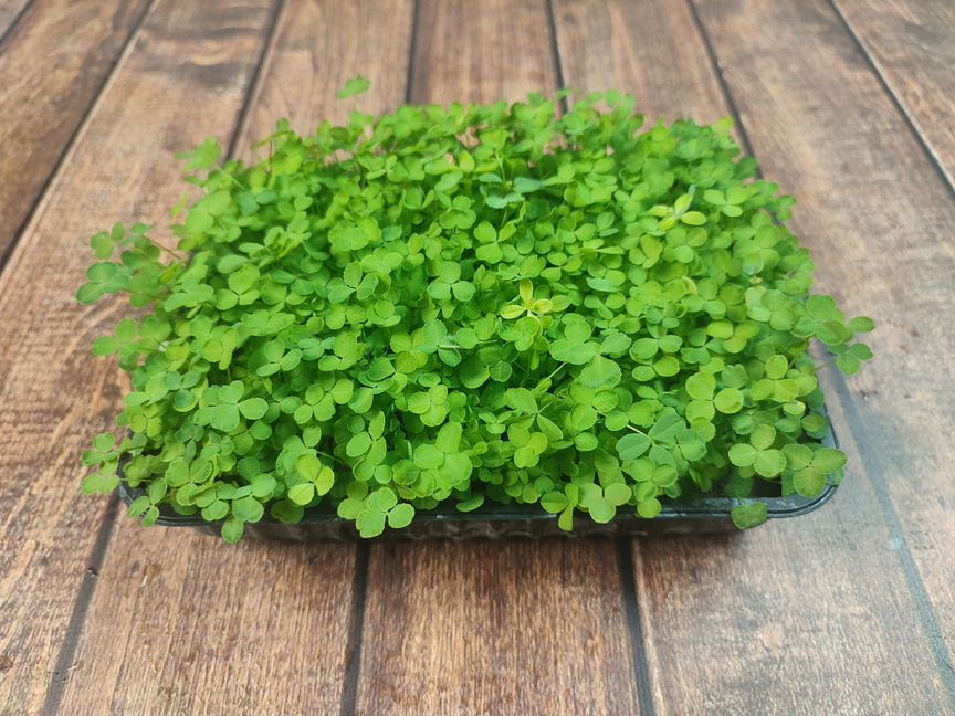 Зелень для морских свинок