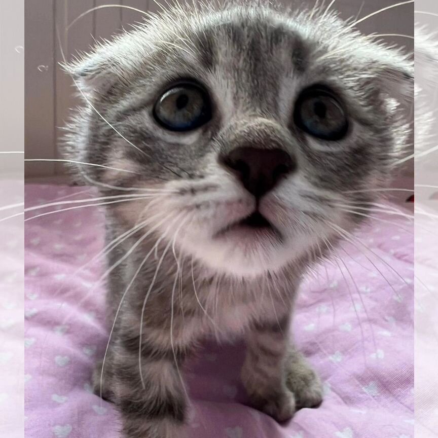 Котёночек девочка Горошинка 2 мес