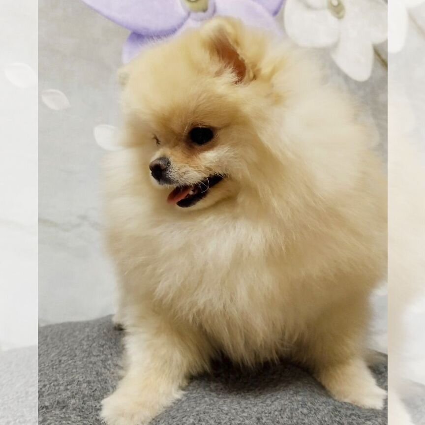 Немецкий шпиц, щенок