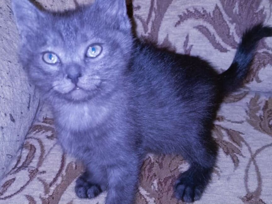 Котята от домашней породистой кошки