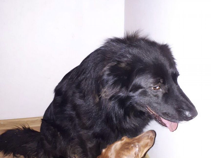 Собака не всем нравятся бездомыши