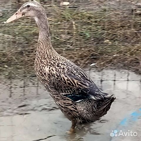 Утки индийский бегунок