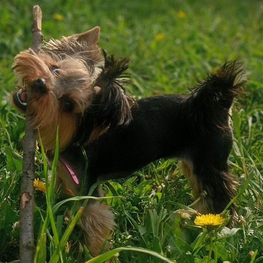 Йоркширский терьер, щенок
