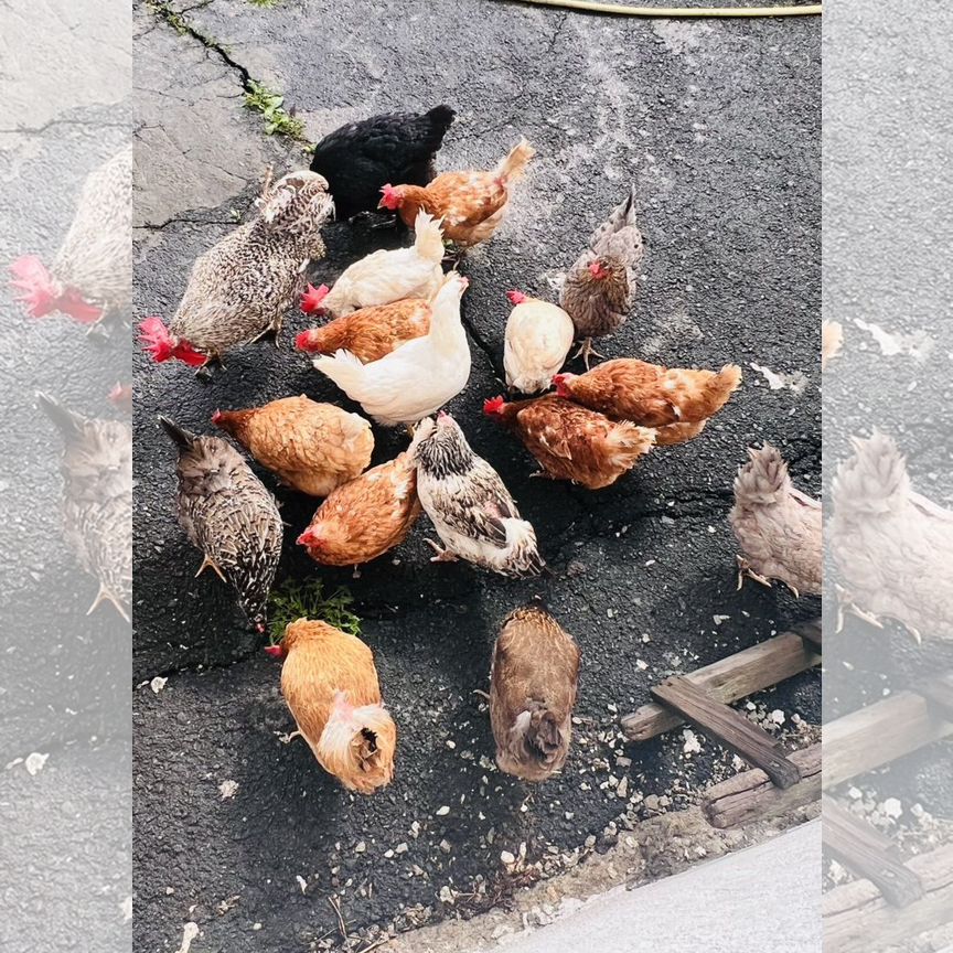 Курицы несушки