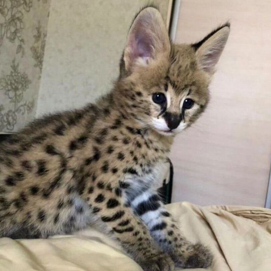 Саванна ф1 котята
