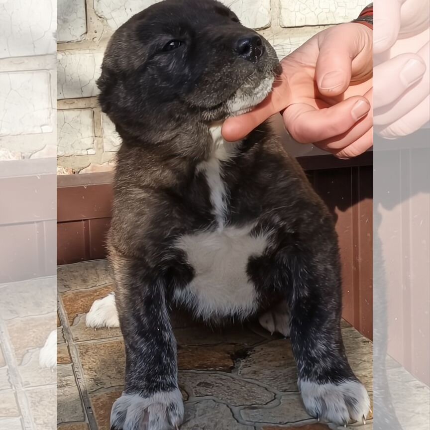 Среднеазиатская овчарка, щенок