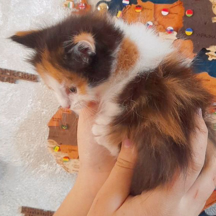 Сибирские котята